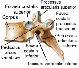 AnatomiePhysiologie - Bewegungsapparat der Haussäugetieren ...