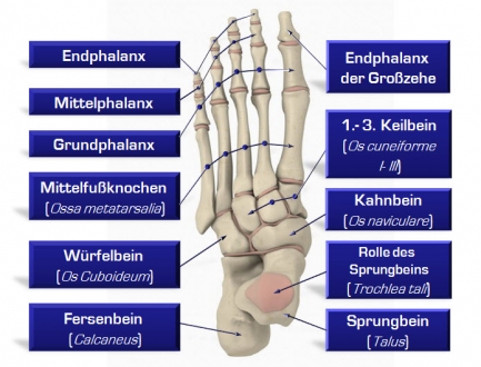 AnatomiePhysiologie - Bewegungsapparat der Haussäugetieren ...